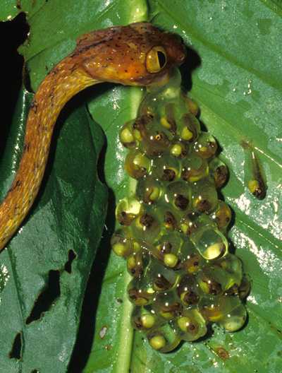 Red Eyed Tree Frog Predators